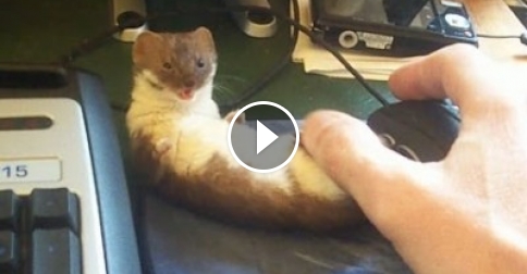 Podlasica nagaja lastniku | Klip.si