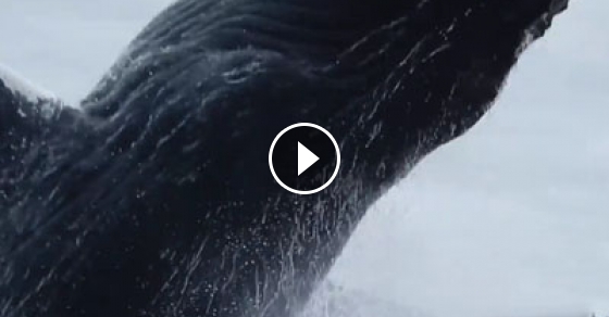 Iz kajaka je posnela nor trenutek, ko je nekaj metrov vstran skočil kit ...