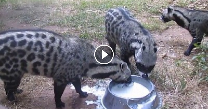 Najbolj smešen prizor, v katerem afriške cibetovke pijejo mleko | Klip.si