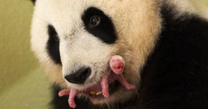 Panda na svet povrgla dvojčka, tako izgleda njen mladiček | Klip.si