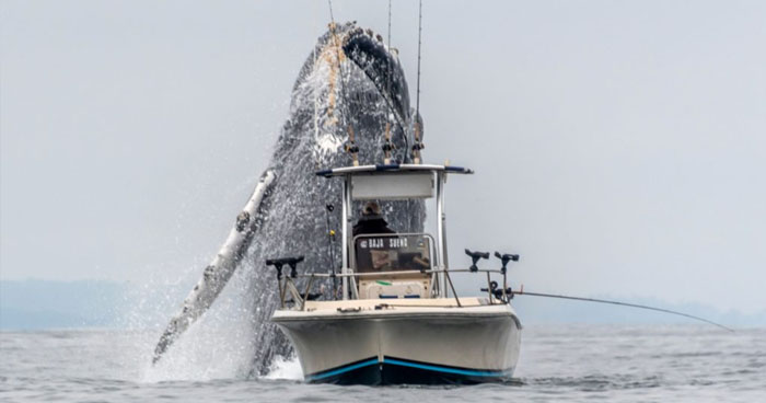 VIDEO: Kit grbavec skočil tik za majhno ladjico, prizor ti vzame sapo ...