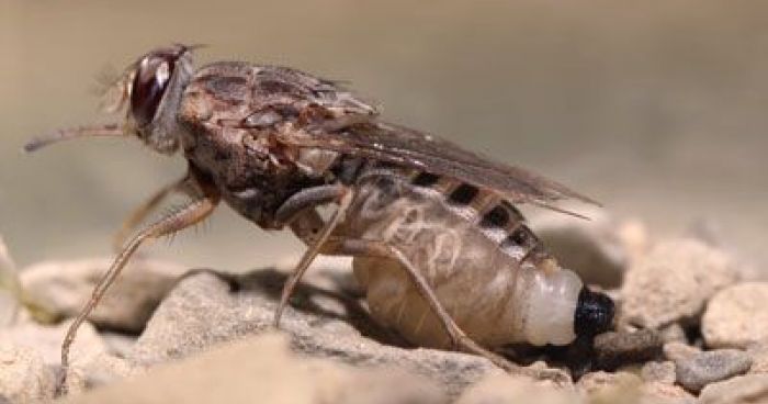 Muha cece izvalila ogromno ličinko, ki jo hrani s svojim mlekom | Klip.si
