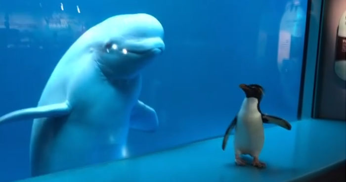 Beluga kit prvič v življenju videl pingvina | Klip.si