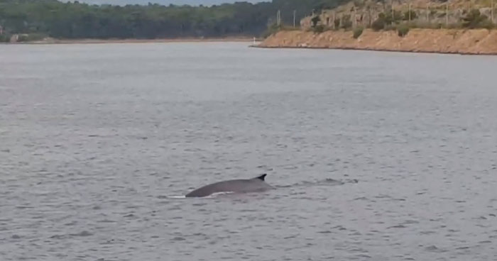 VIDEO: Nenavaden prizor na Hrvaškem: Na otoku Krk posneli kita! | Klip.si
