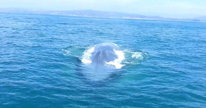 Prizor na morju, ki jemlje sapo: Pod barko je zaplaval sinji kit! | Klip.si