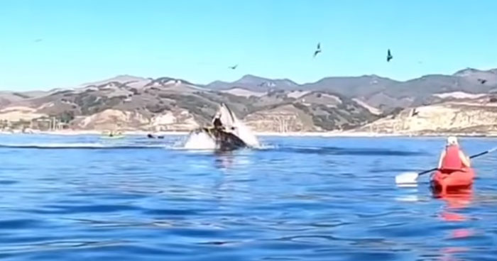 Kit grbavec skoraj pogoltnil kajakaša: Posnetek grozljivke obkroža svet ...