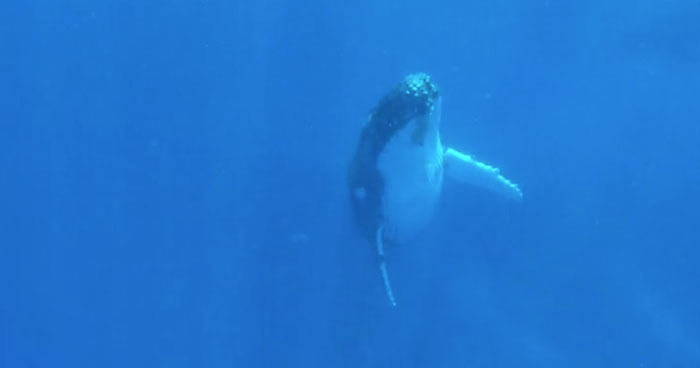 Potapljač posnel izjemen prizor: Kit grbavec se je pred njim dvignil iz ...