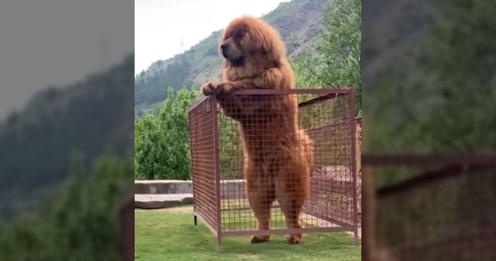 Tibetanski mastif iz Zagreba: Posnetek ima že skoraj 3 milijone ogledov ...