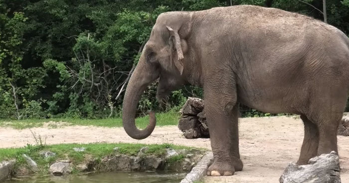 Posnetek iz ZOO Ljubljana: Pokazali so, kako sloni pijejo vodo! | Klip.si
