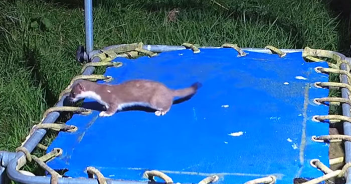 Podlasica si je na trampolinu dala duška: Posnetek je uspešnica na ...