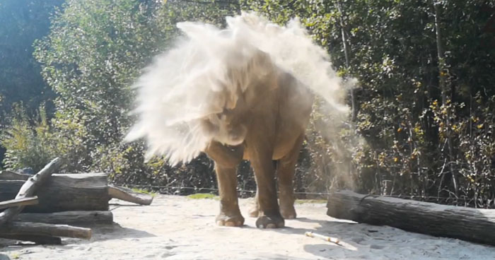 Peščeni ognjemet, ki ga je v živalskem vrtu pripravila slonica Ganga ...
