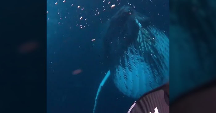 Kit grbavec zaplaval tik ob potapljaču: Takšen prizor je posnel na ...