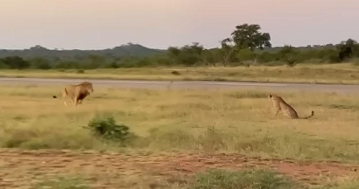 Lev poskuša teči hitreje kot gepard, ki velja za najhitrejšo žival na ...