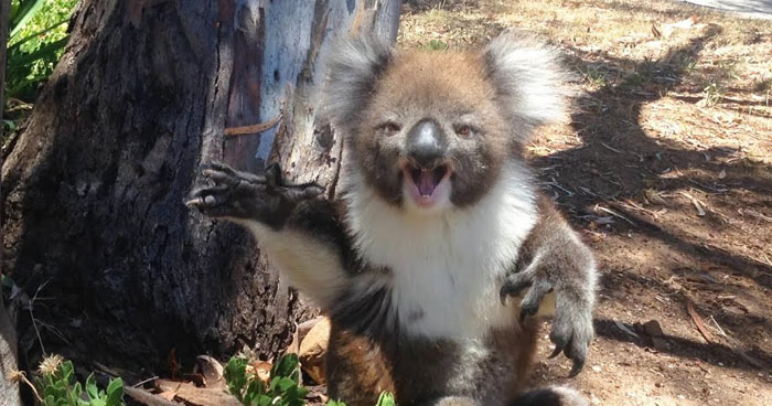 Mladiček koale ganil z odzivom: Tako je jokal, ko so ga vrgli z drevesa ...