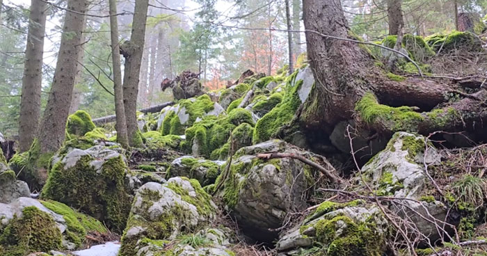 Slovenski gozdar vstopil v medvedji brlog: Takšen prizor je posnel na ...