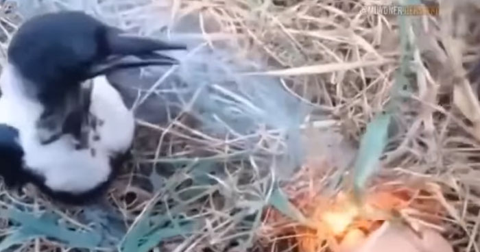 Dokaz, kako pametne so vrane: Zagorela je slama, ptice so pogasile ...