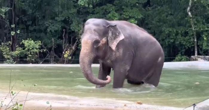VIDEO: Posnetek, ki obkroža Slovenijo: Slonica je poskrbela za ples v ...