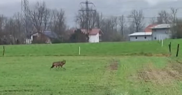 Posnetek volka v predmestju Ljubljane: Sprehajal se je povsem blizu hiš ...
