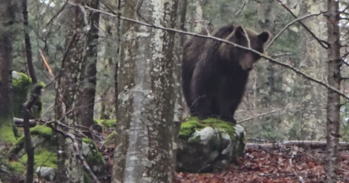 Slovenski gozdar iz oči v oči z medvedom: Posnetek, ki je nastal pri ...
